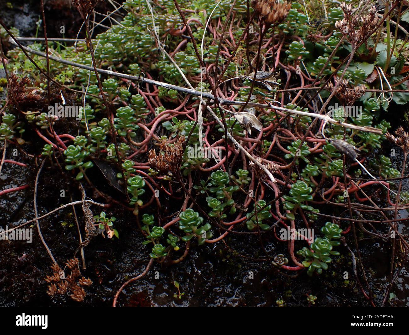 Oregon Stonecrop (Sedum oreganum Stock Photo - Alamy