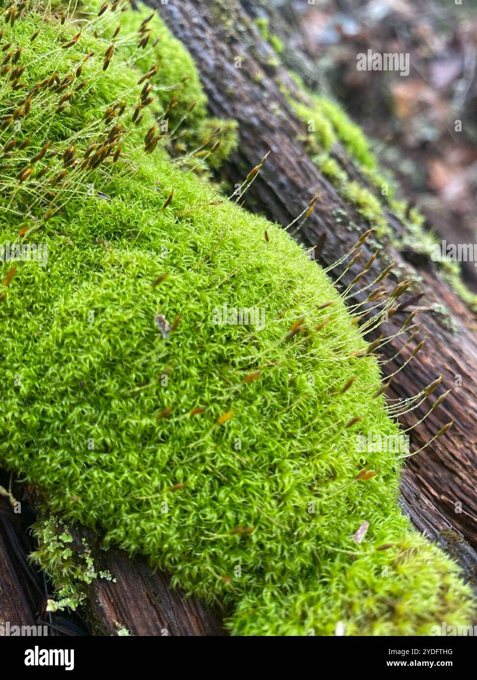 Cirrata hi-res stock photography and images - Alamy