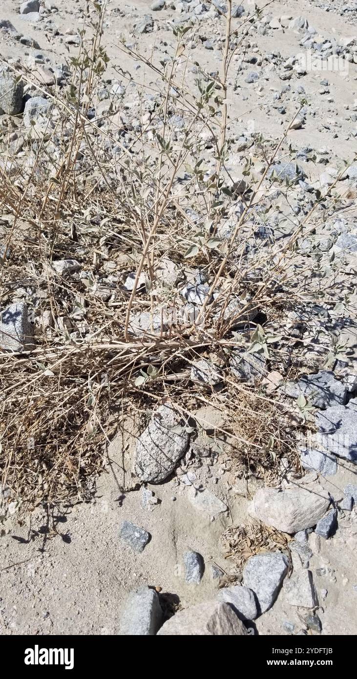 desert lavender (Condea emoryi Stock Photo - Alamy