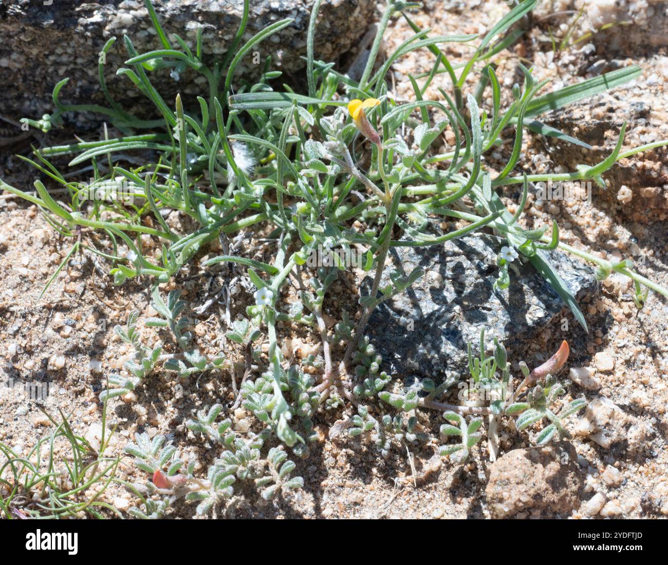 Strigose lotus hi-res stock photography and images - Alamy