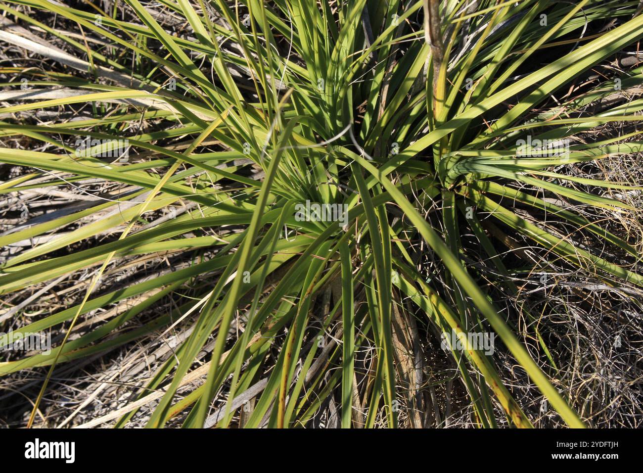 Devil's Shoestring (Nolina lindheimeriana Stock Photo - Alamy