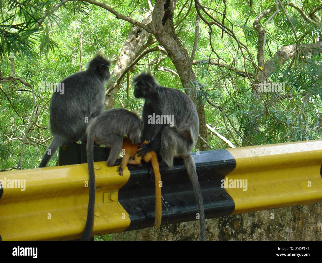 Selangor silvered langur hi-res stock photography and images - Alamy