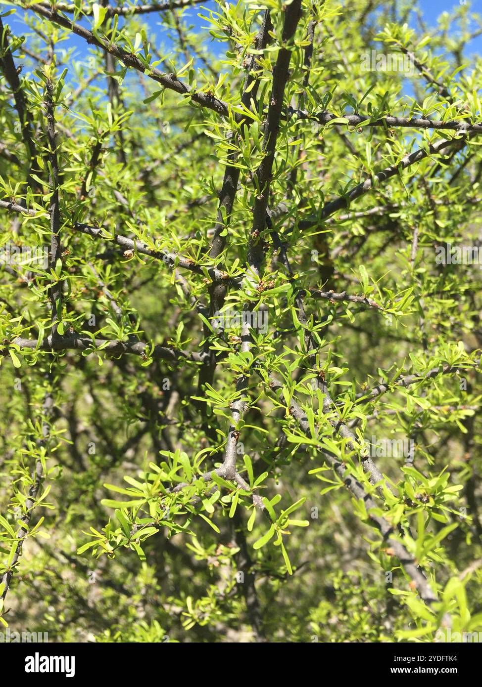 Forestiera angustifolia hi-res stock photography and images - Alamy