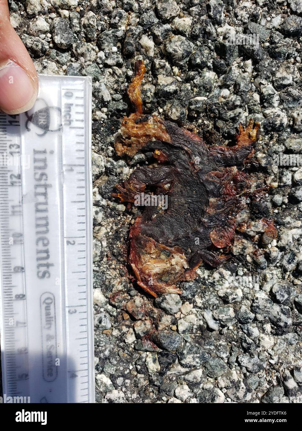 Pacific Newts (Taricha Stock Photo - Alamy