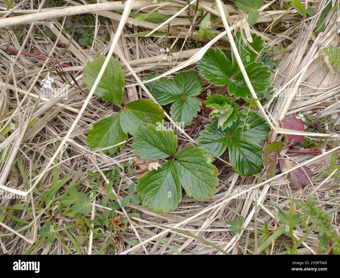 beach strawberry (Fragaria chiloensis Stock Photo - Alamy