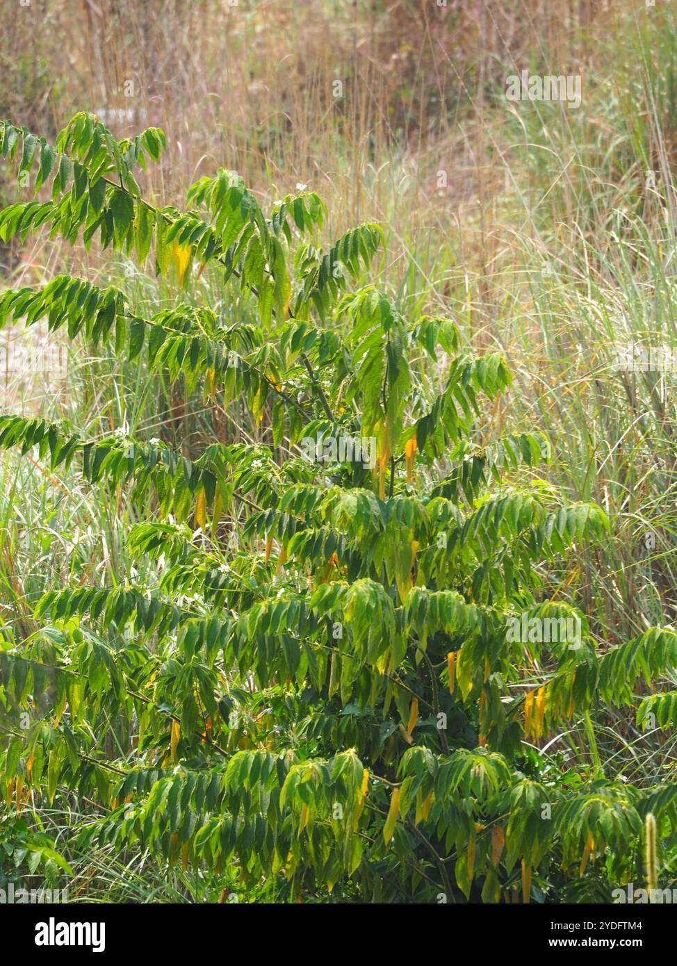 calabur tree (Muntingia calabura Stock Photo - Alamy