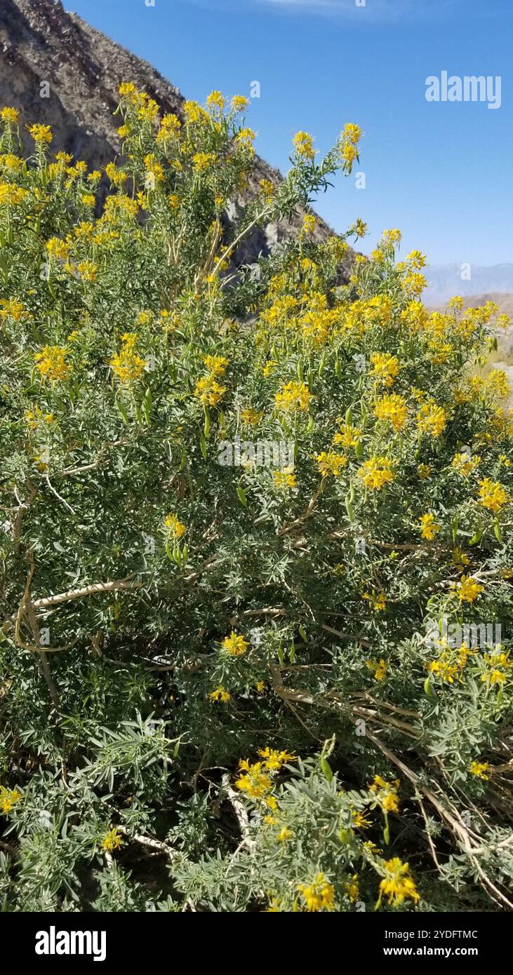 Bladderpod (Cleomella arborea Stock Photo - Alamy