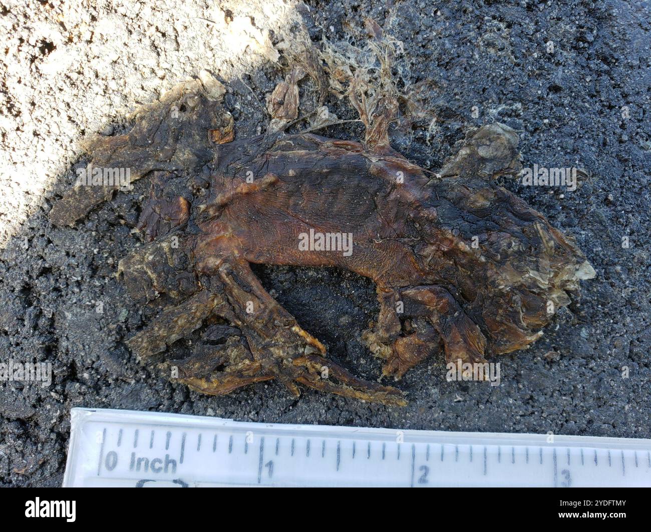 Pacific Newts (Taricha Stock Photo - Alamy