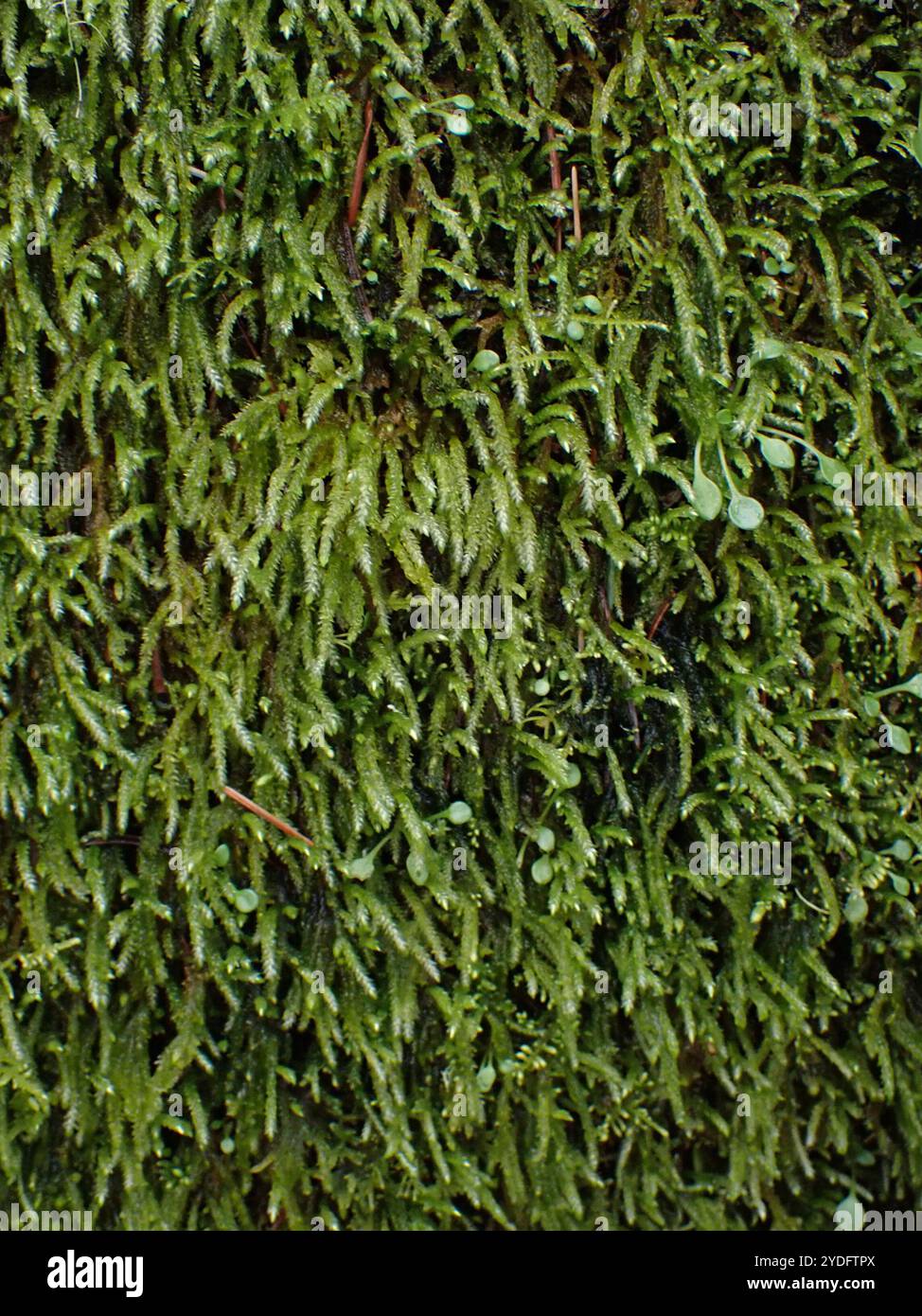 obtuseleaf scleropodium moss (Scleropodium obtusifolium Stock Photo - Alamy