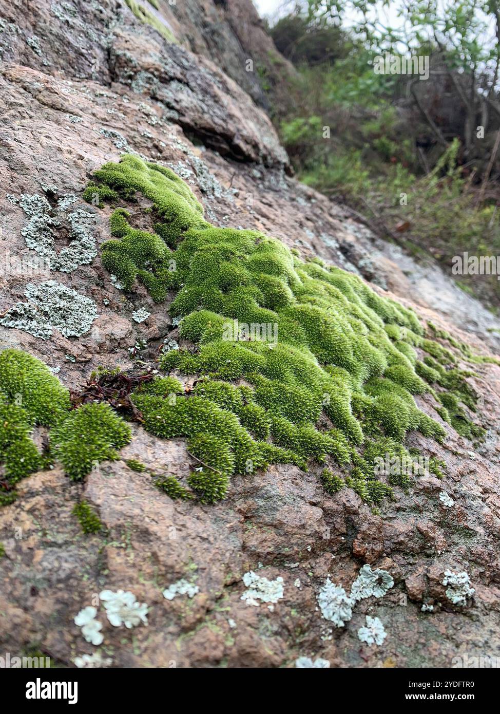 Common Pincushion (Dicranoweisia cirrata Stock Photo - Alamy