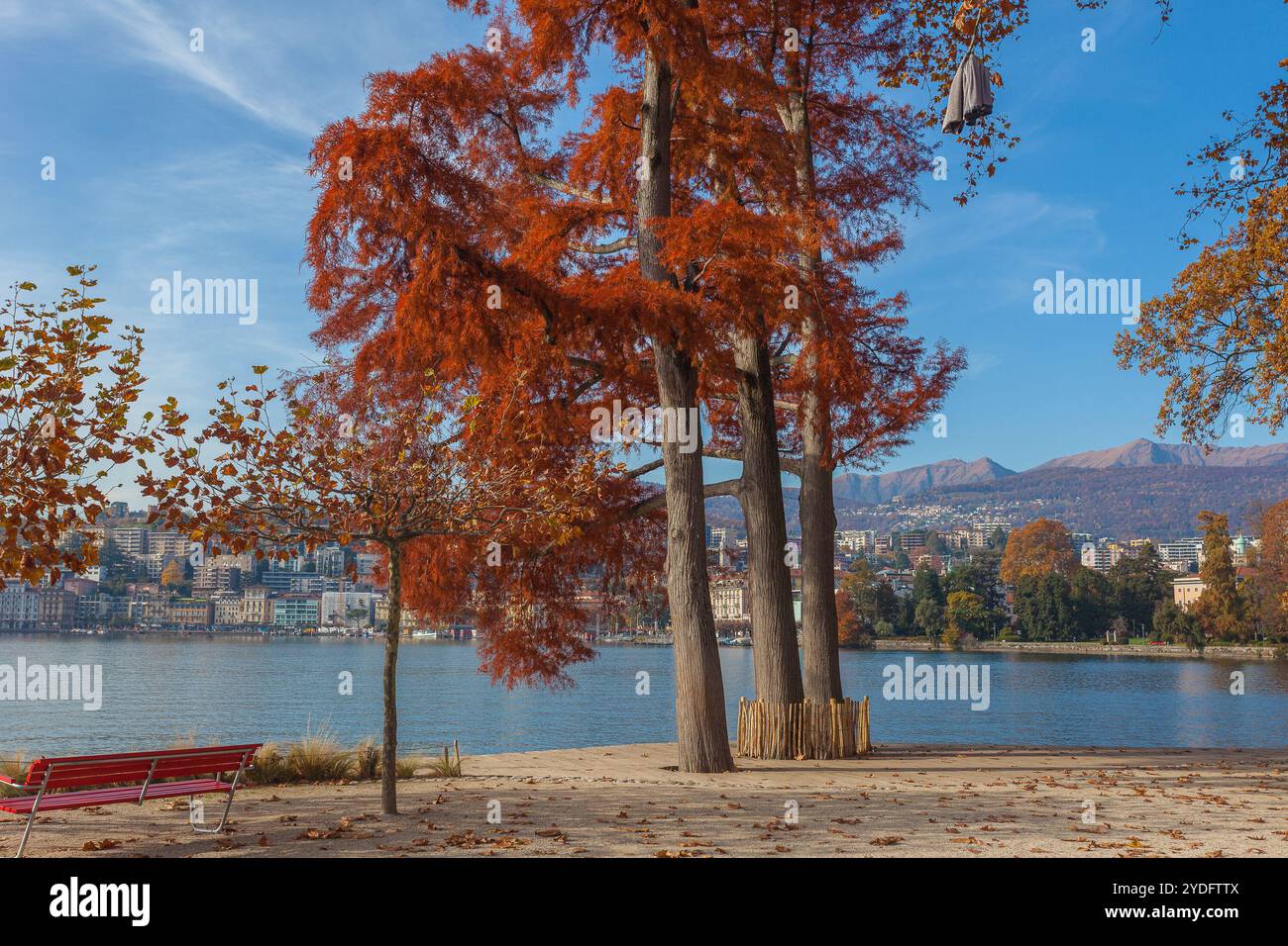 Trees with wonderful autumn colors in the the shore of Lugano lake ...
