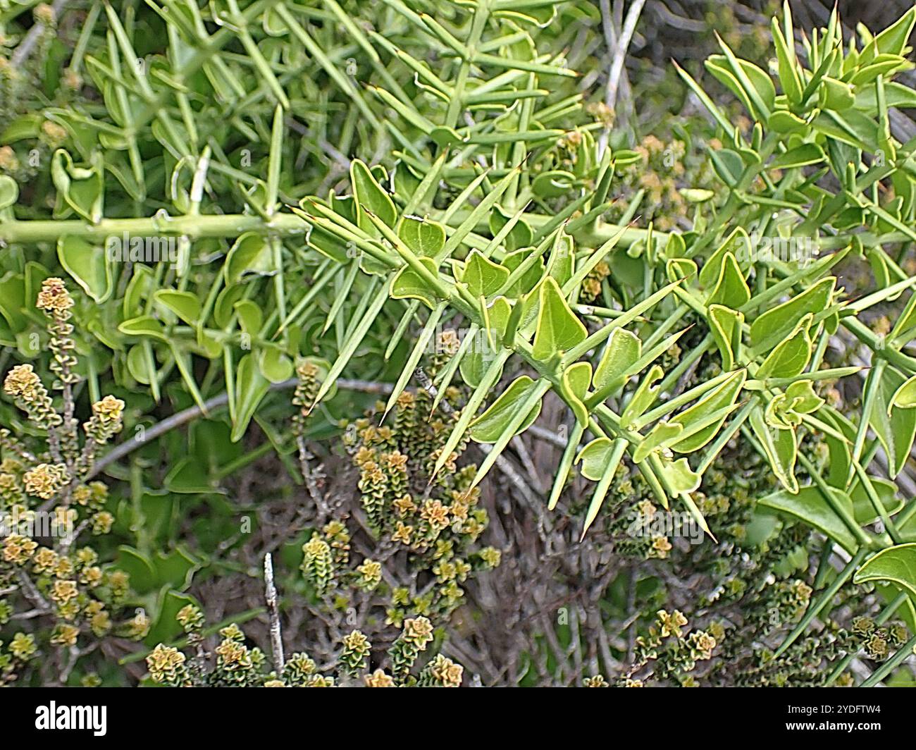 Needle Bush (Azima tetracantha Stock Photo - Alamy