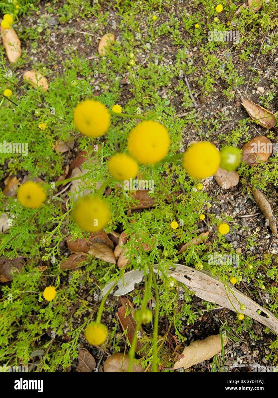 stinknet (Oncosiphon pilulifer Stock Photo - Alamy
