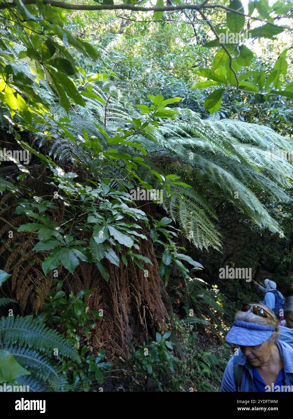 silver fern (Cyathea dealbata Stock Photo - Alamy