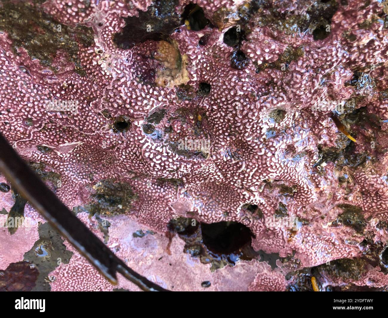 Crustose coralline algae (Lithothamnion Stock Photo - Alamy