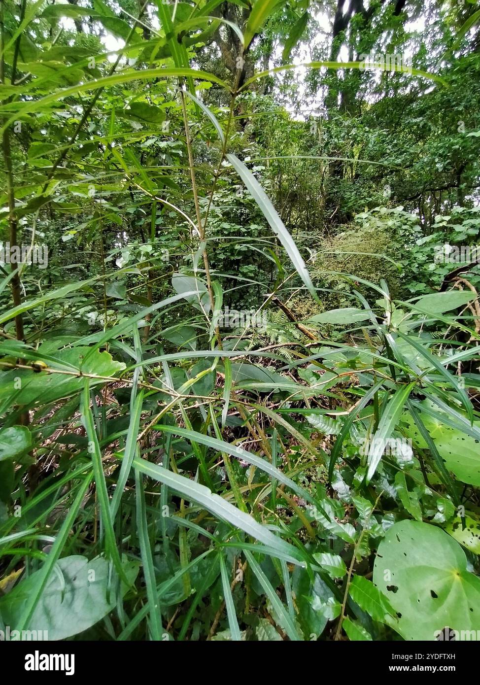 White Maire (Nestegis lanceolata Stock Photo - Alamy