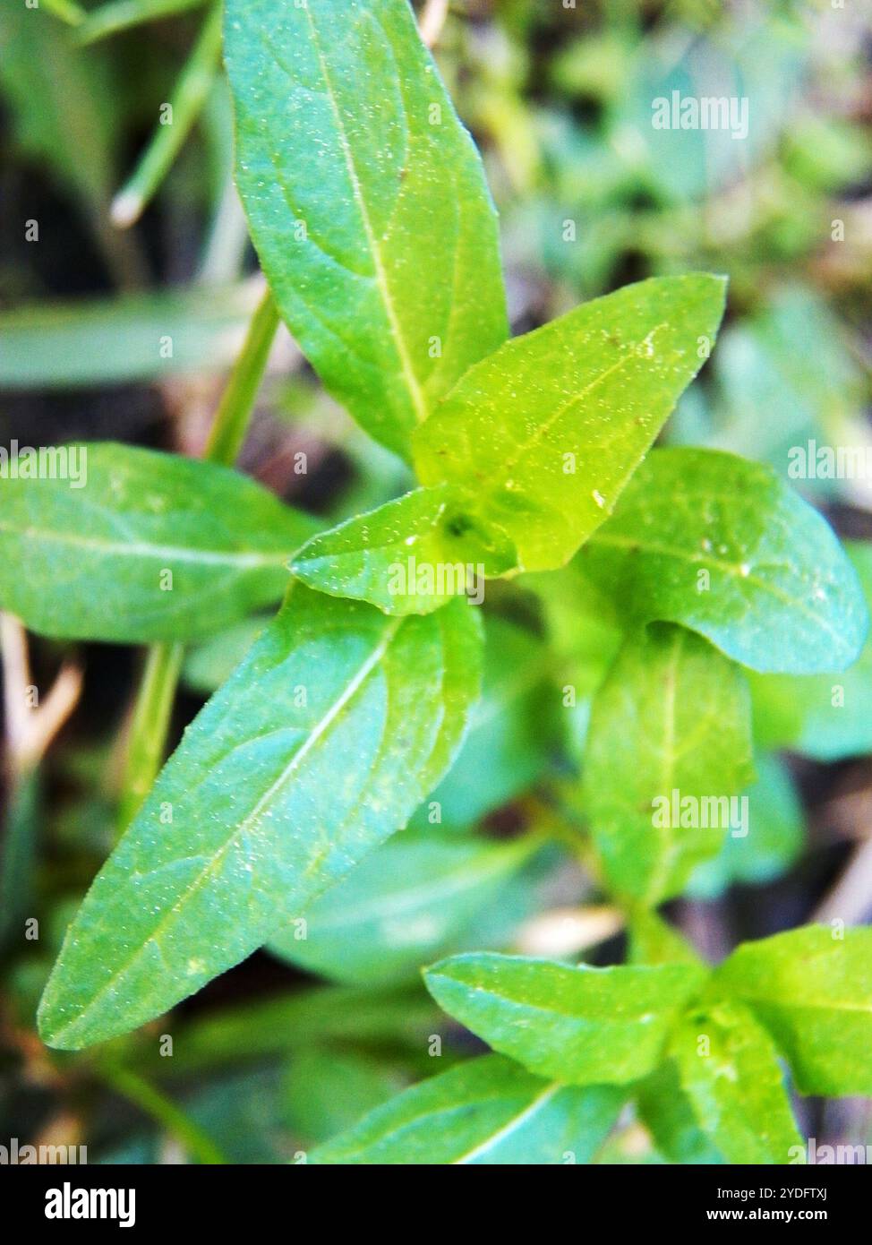 Oppositeleaf Spotflower (Acmella repens Stock Photo - Alamy