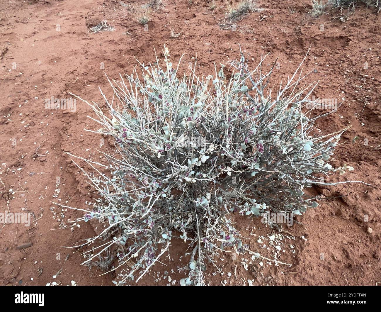 Shadscale Saltbush (Atriplex confertifolia Stock Photo - Alamy