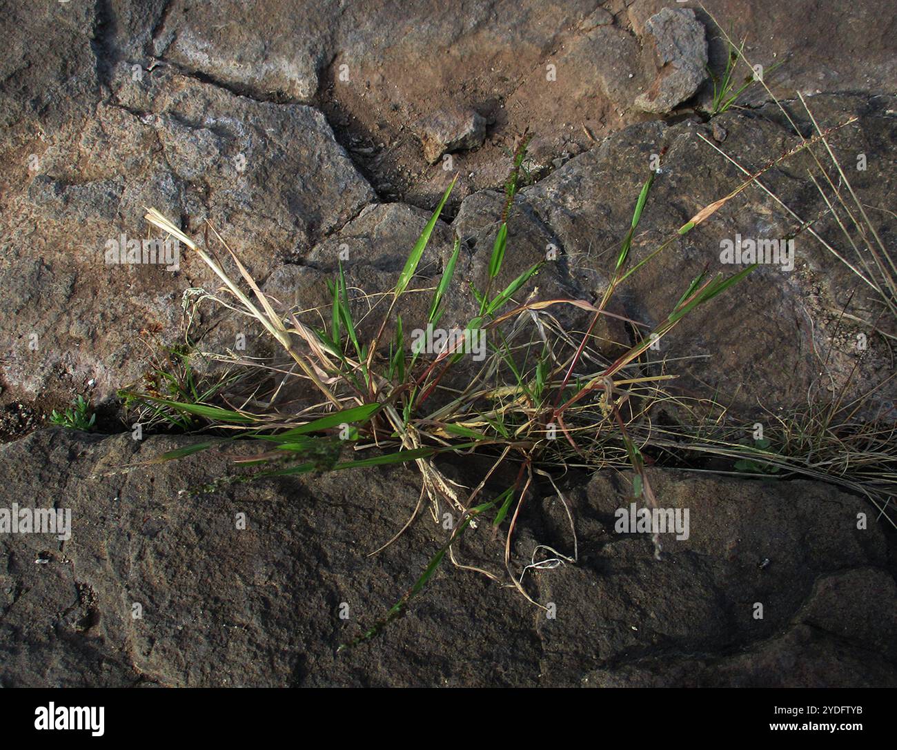 Jungle Rice (Echinochloa colonum Stock Photo - Alamy