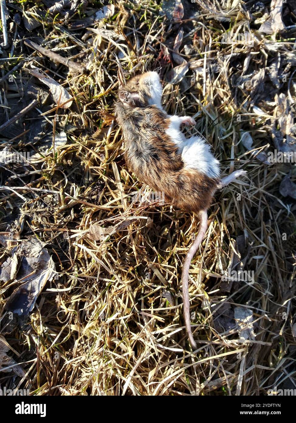 North american deer mice hi-res stock photography and images - Alamy