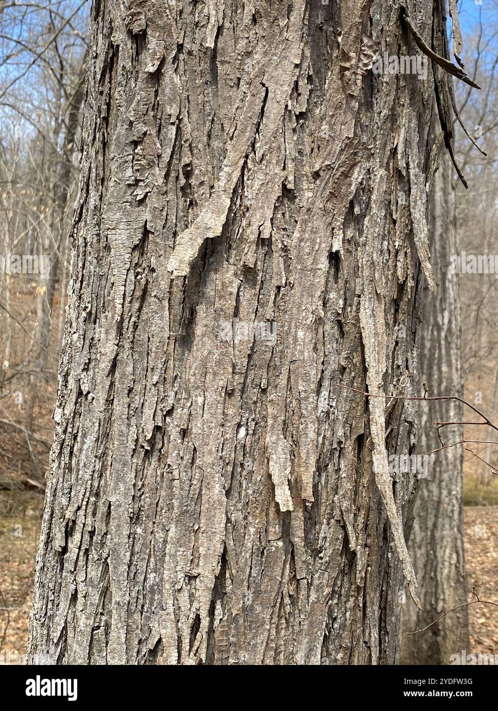 shagbark hickory (Carya ovata Stock Photo - Alamy