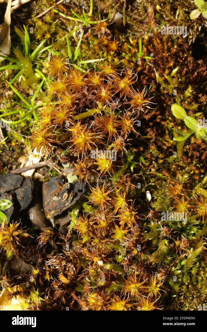 Star Moss (Syntrichia ruralis Stock Photo - Alamy