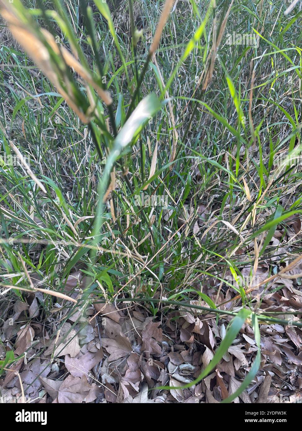 Smilo Grass (Oloptum miliaceum Stock Photo - Alamy