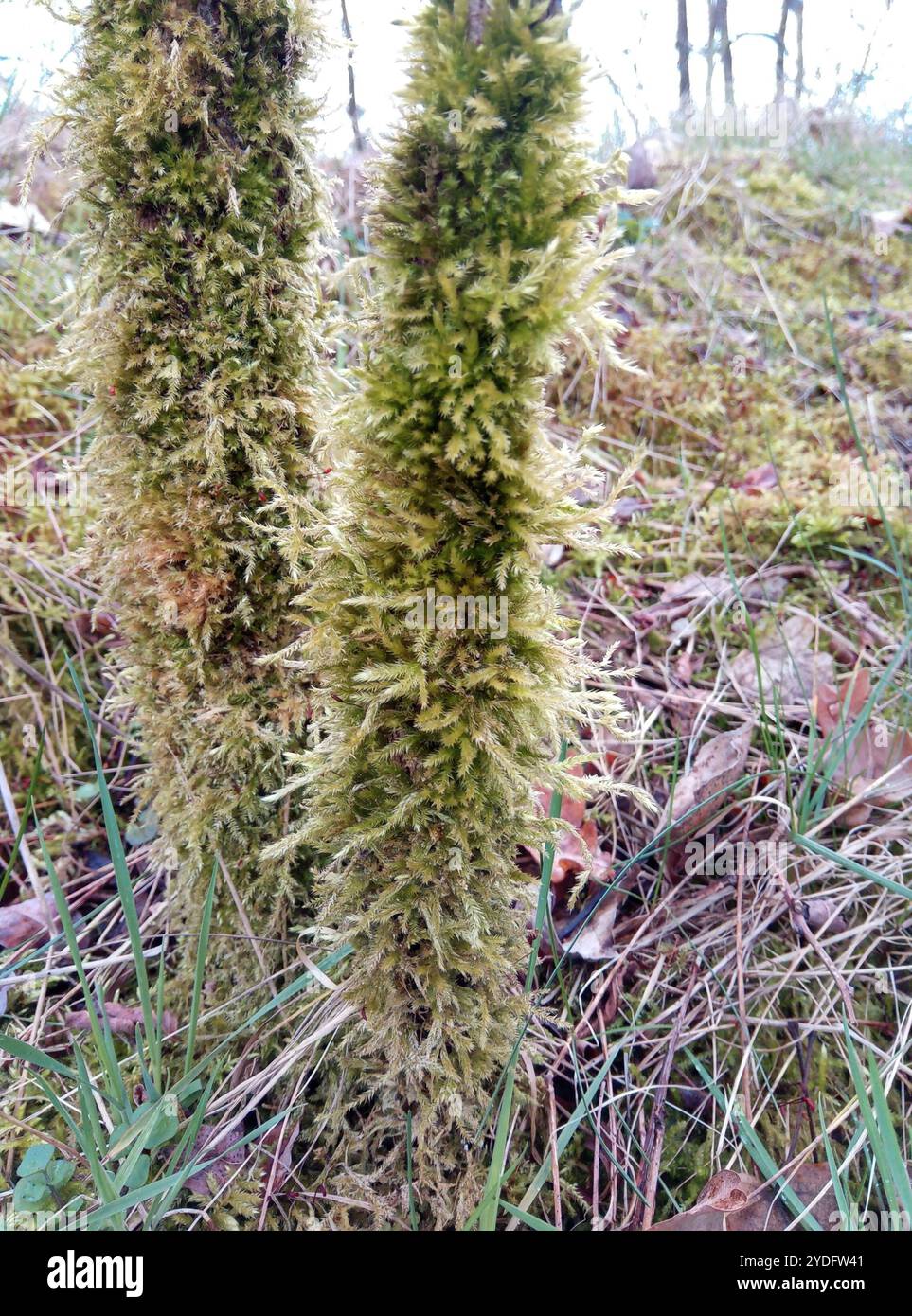 Rough-stalked Feather-moss (Brachythecium rutabulum Stock Photo - Alamy