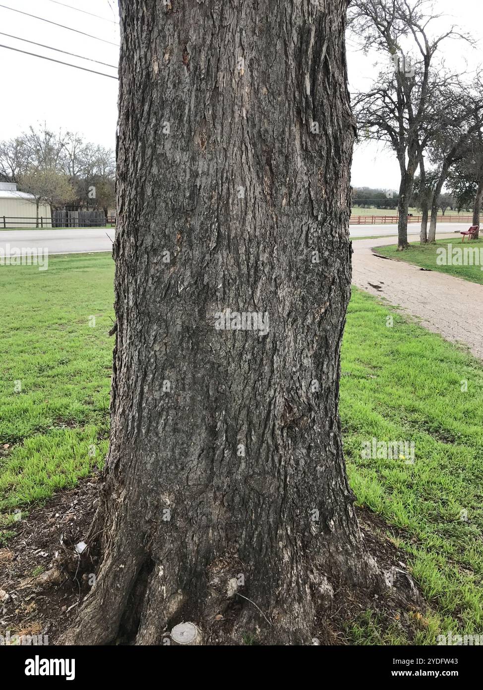 Cedar Elm (Ulmus crassifolia Stock Photo - Alamy