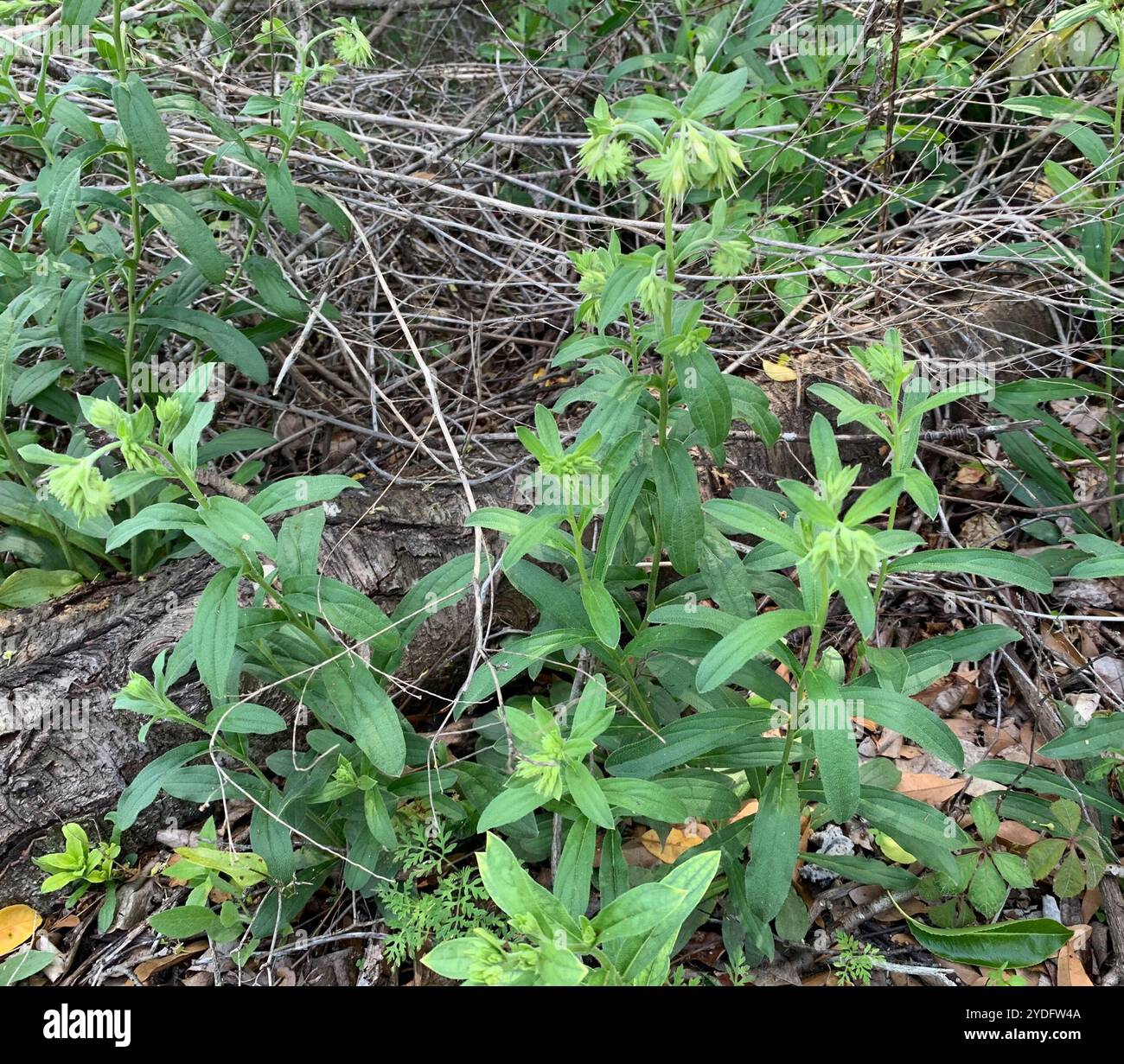 Marbleseed hi-res stock photography and images - Alamy