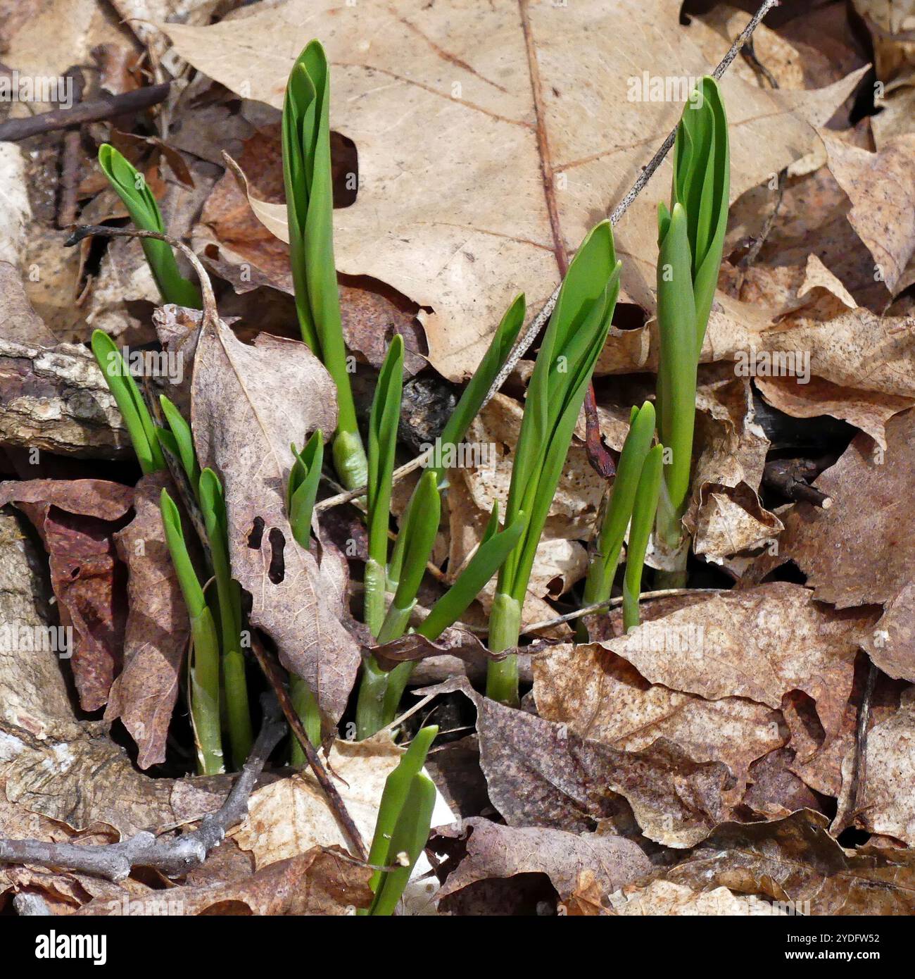wild leeks (Allium tricoccum Stock Photo - Alamy