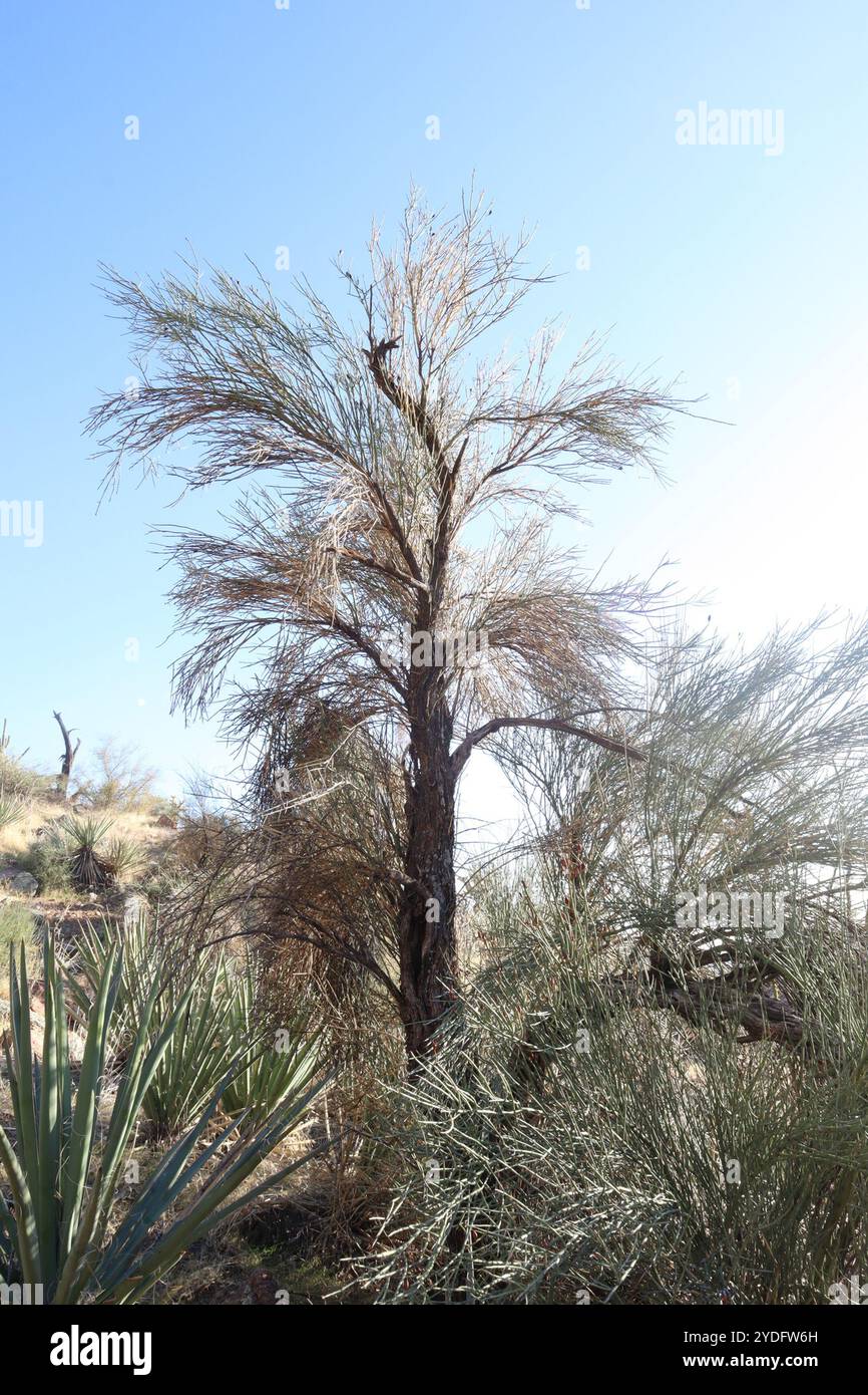 crucifixion thorn (Canotia holacantha Stock Photo - Alamy