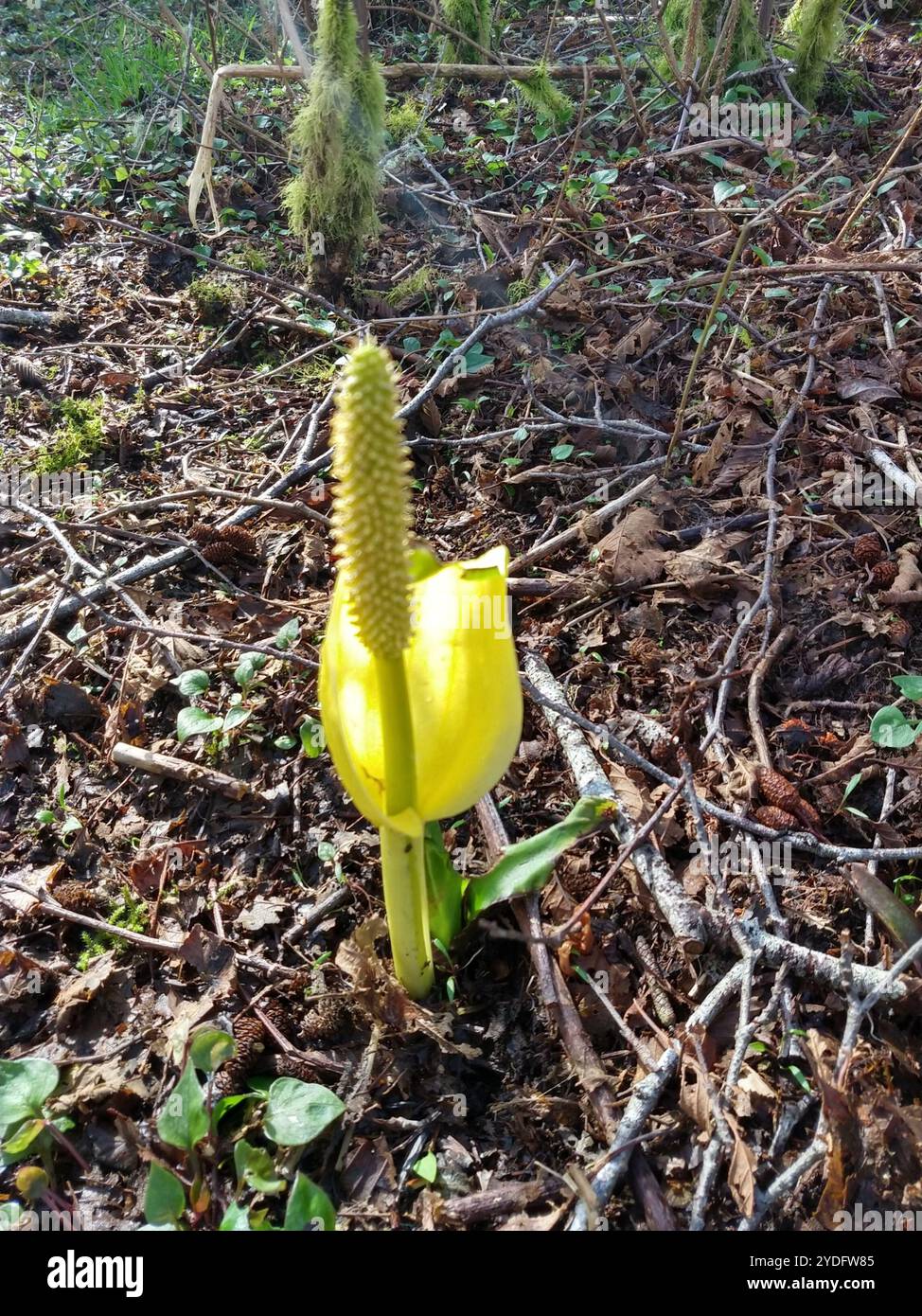 western skunk cabbage (Lysichiton americanus Stock Photo - Alamy