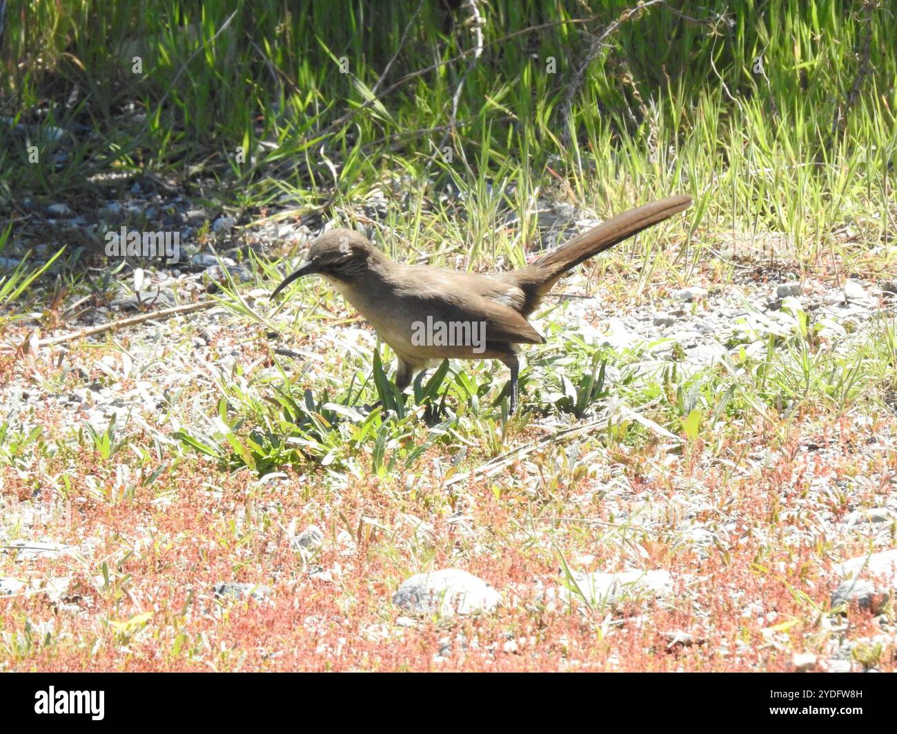 California Thrasher (Toxostoma redivivum Stock Photo - Alamy