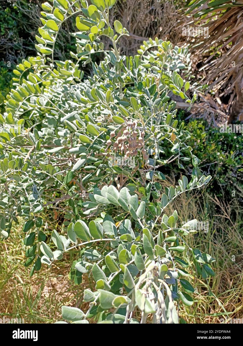 Necklace pod (Sophora tomentosa Stock Photo - Alamy