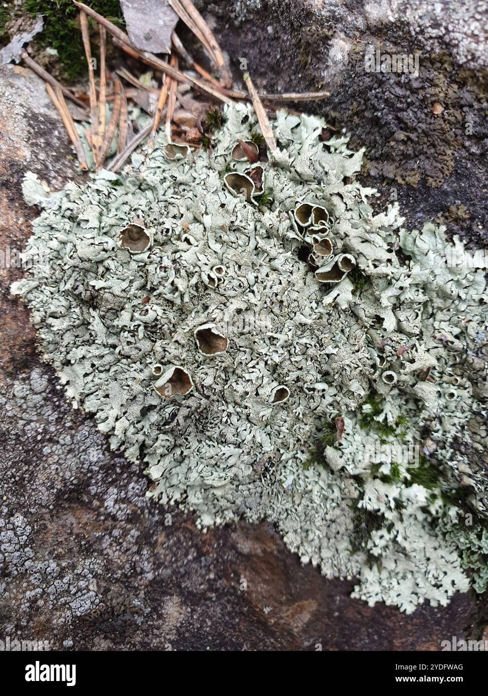 rock shield lichens (Xanthoparmelia Stock Photo - Alamy