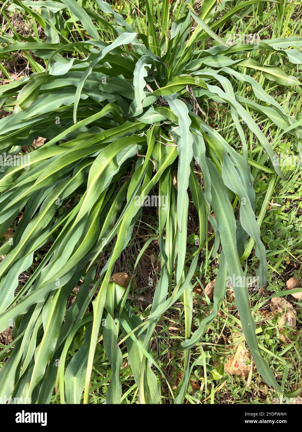 wavy-leafed soap plant (Chlorogalum pomeridianum Stock Photo - Alamy