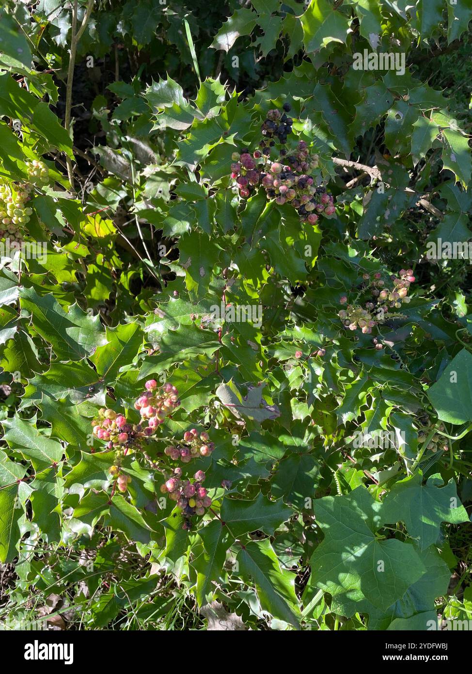 California barberry (Berberis pinnata Stock Photo - Alamy