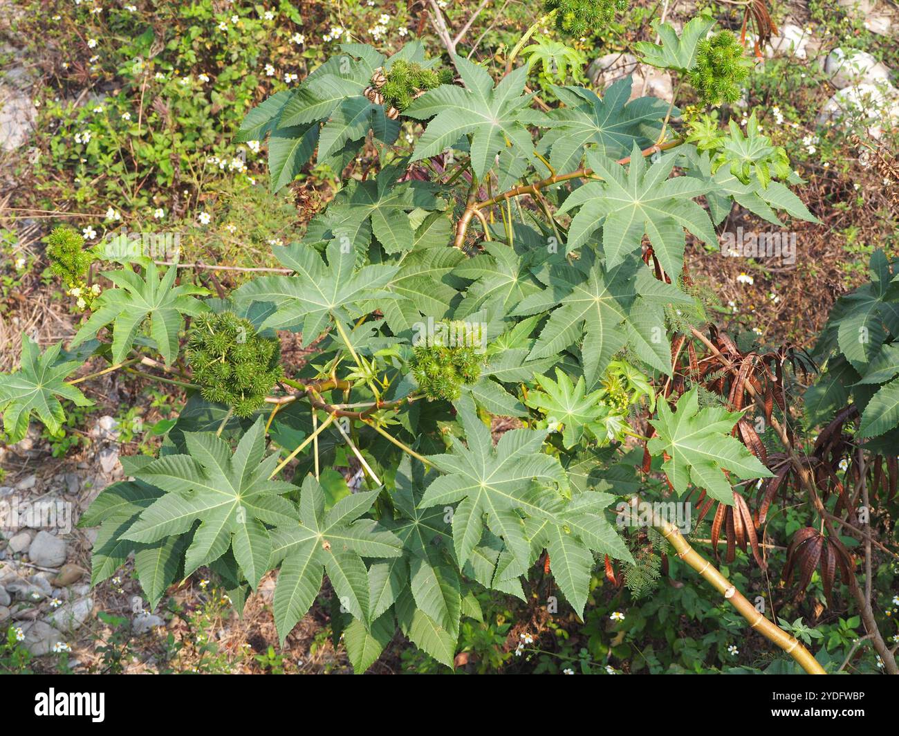 castor bean (Ricinus communis Stock Photo - Alamy