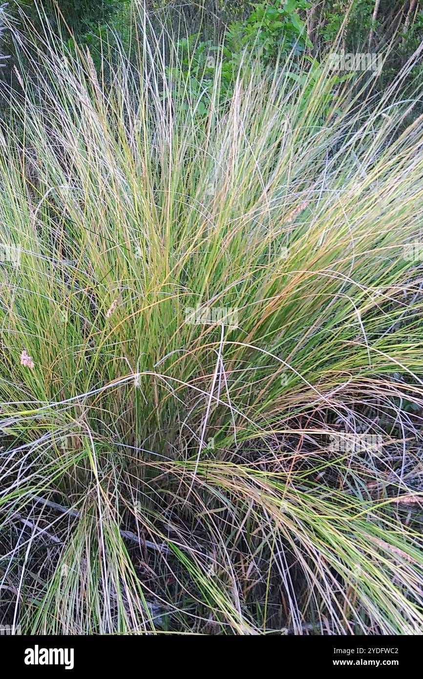 Sand Cordgrass (Sporobolus bakeri Stock Photo - Alamy