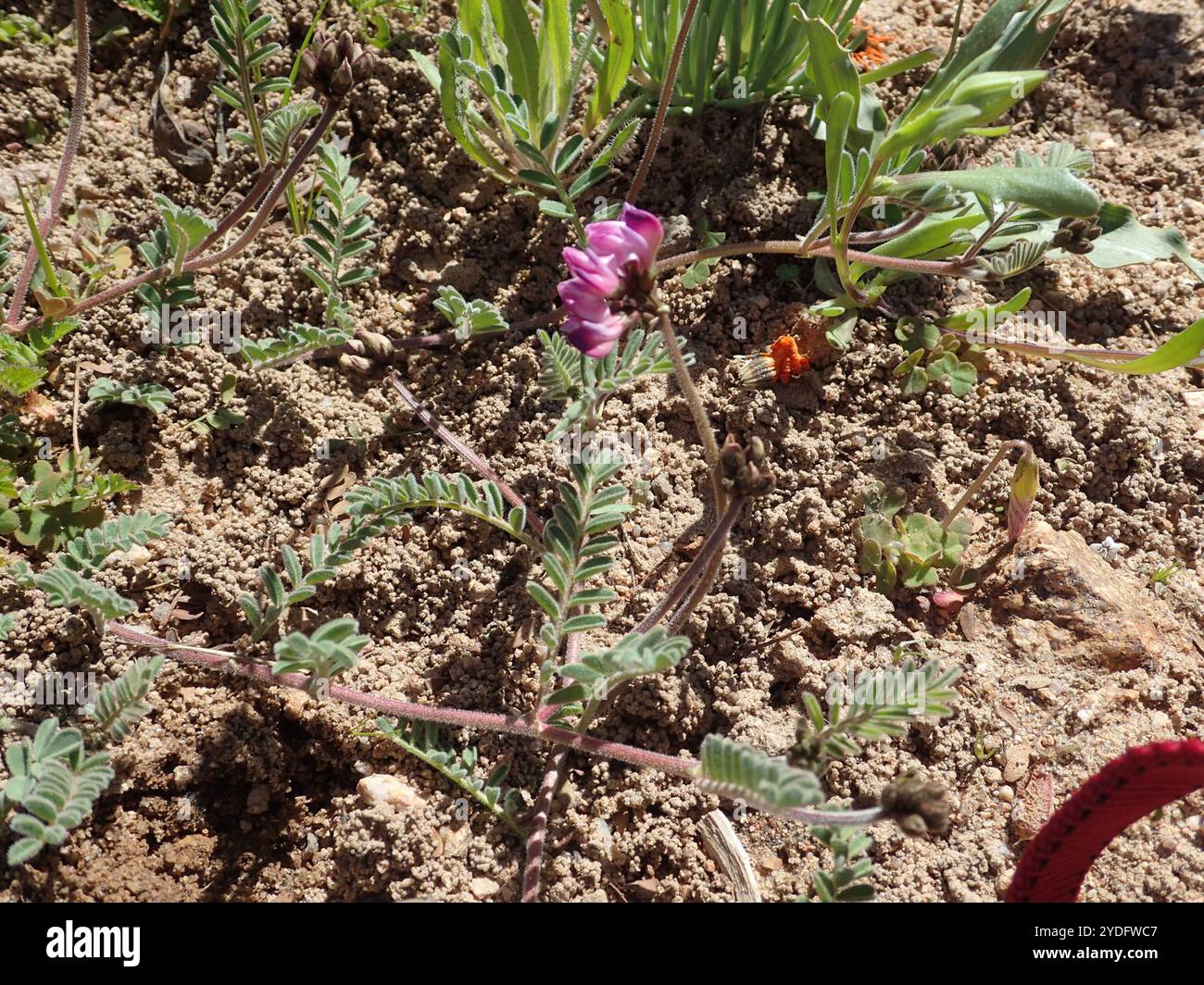 Kloekie Bubblepod (Lessertia diffusa Stock Photo - Alamy