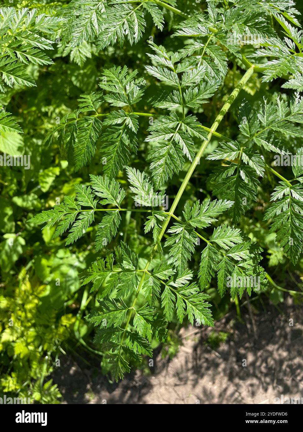 poison hemlock (Conium maculatum Stock Photo - Alamy