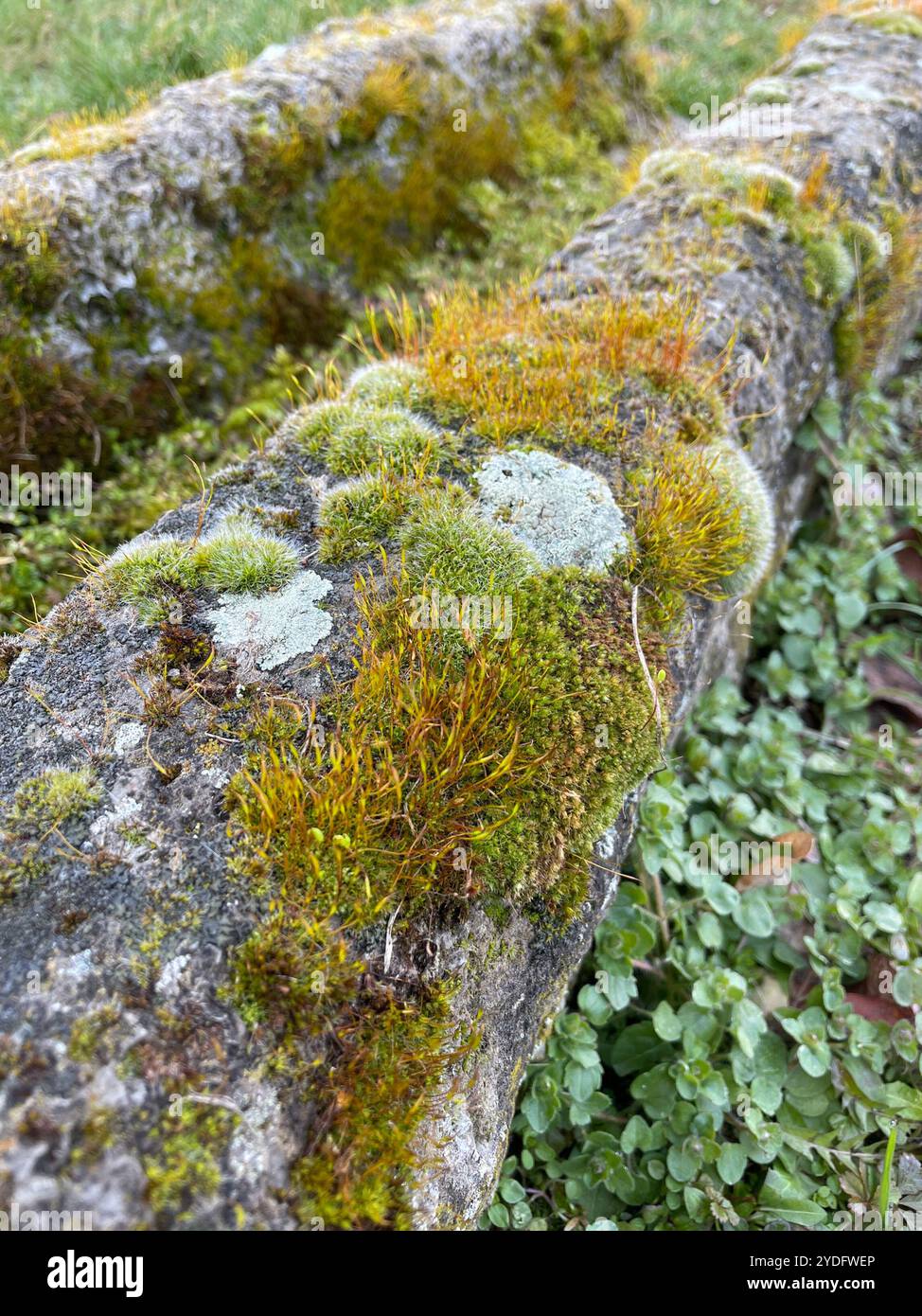 Common wall-screw moss (Tortula muralis muralis Stock Photo - Alamy