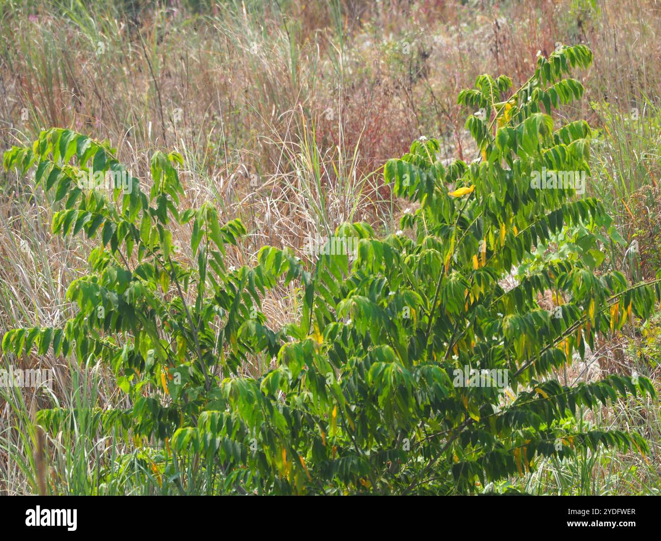 Calabur tree hi-res stock photography and images - Alamy
