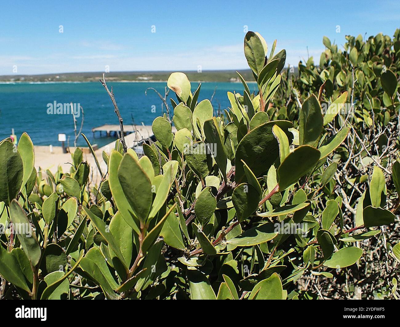Dune Gwarrie (Euclea racemosa Stock Photo - Alamy