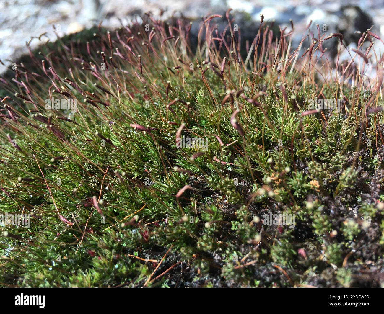 lesser smoothcap (Atrichum angustatum Stock Photo - Alamy