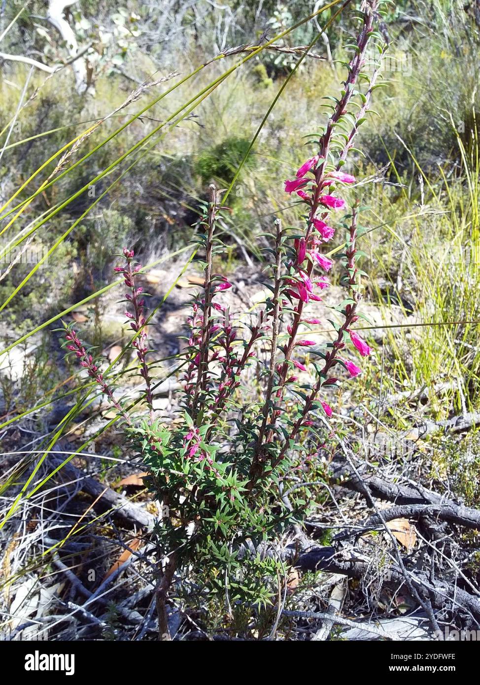 Common Heath (Epacris impressa Stock Photo - Alamy