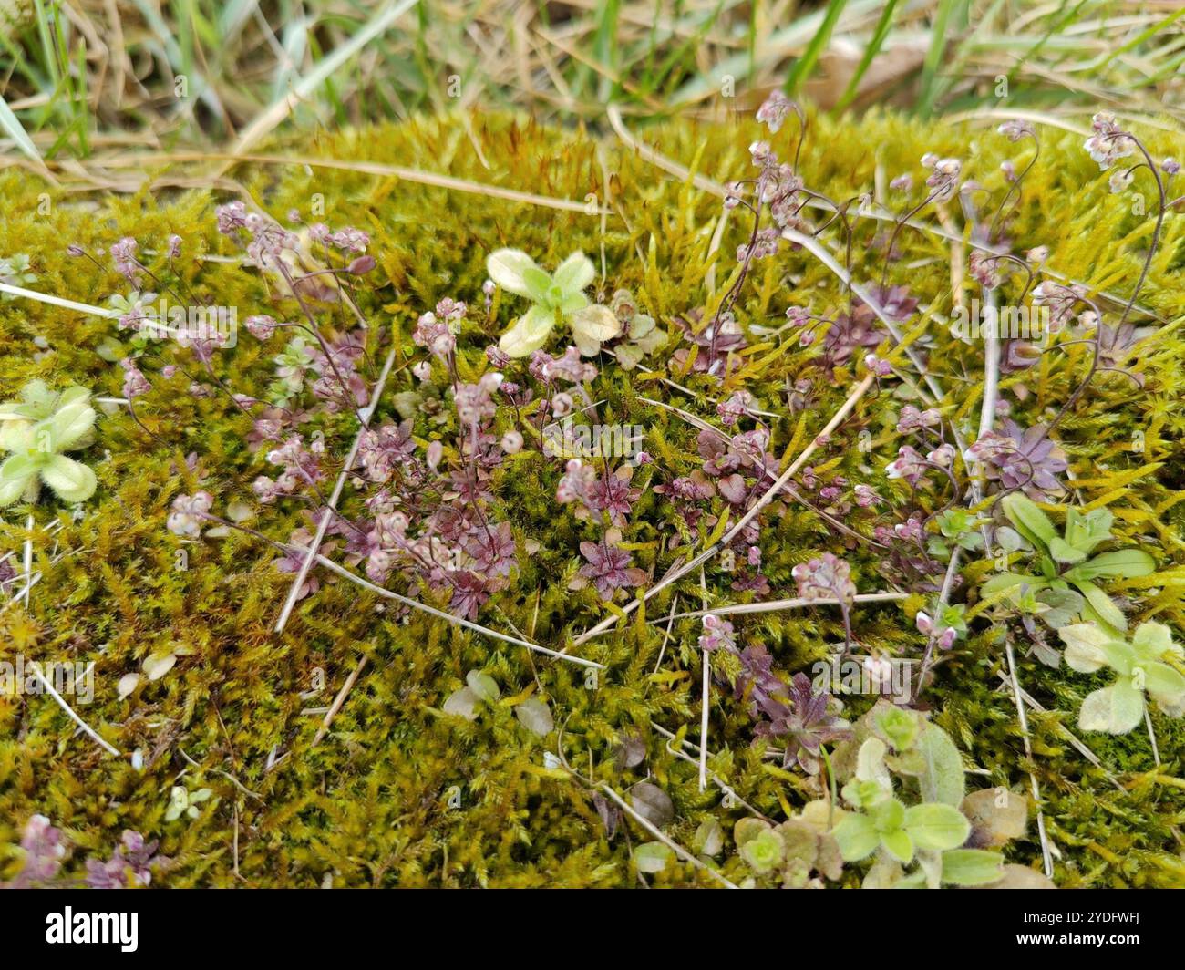 Common Whitlowgrass (Draba verna Stock Photo - Alamy