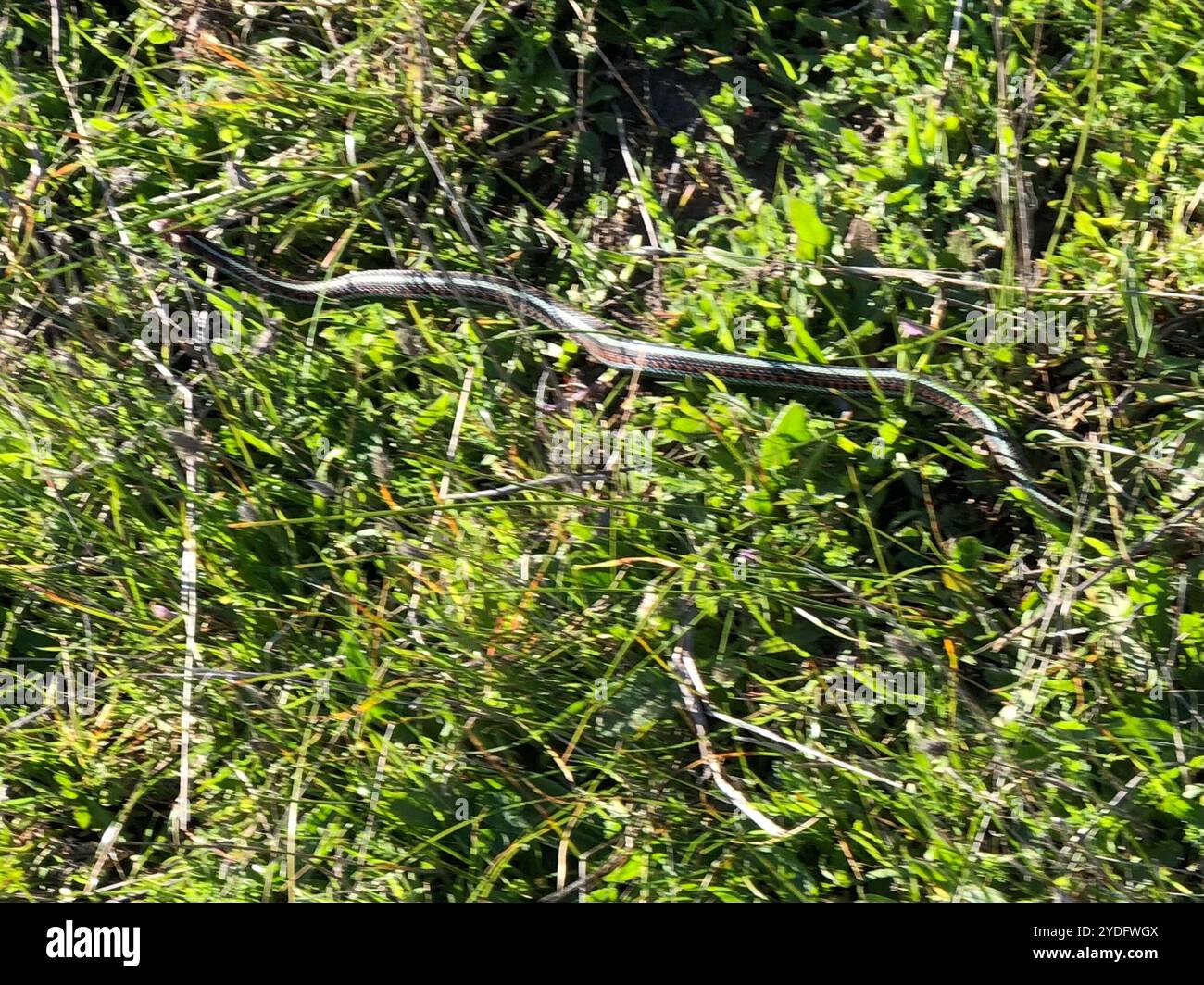 California Red-sided Garter Snake (Thamnophis sirtalis infernalis Stock ...
