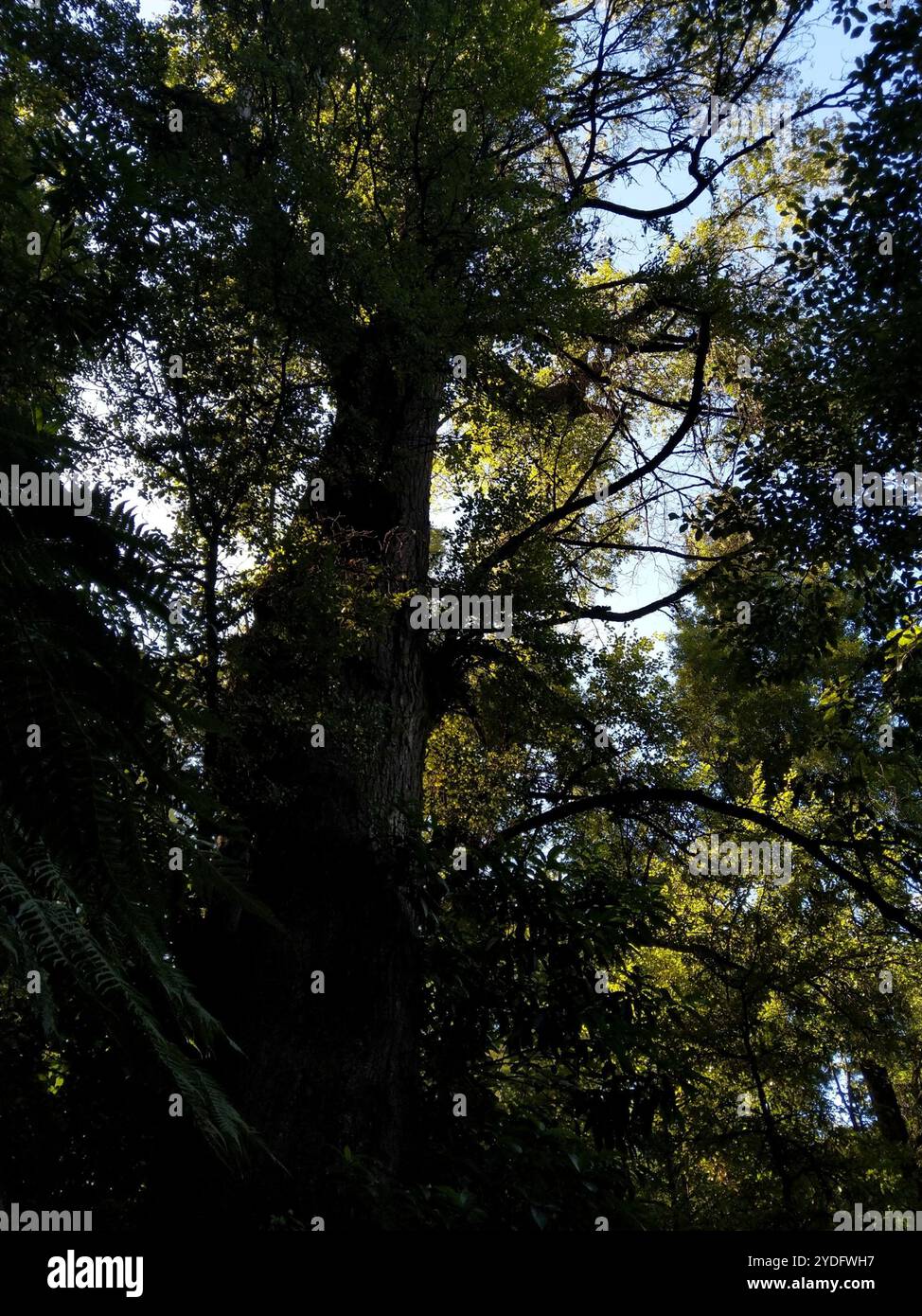 Southern Beeches (Nothofagus Stock Photo - Alamy